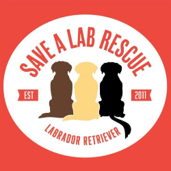 Save A Lab Rescue | Middletown, RI | Chewy
