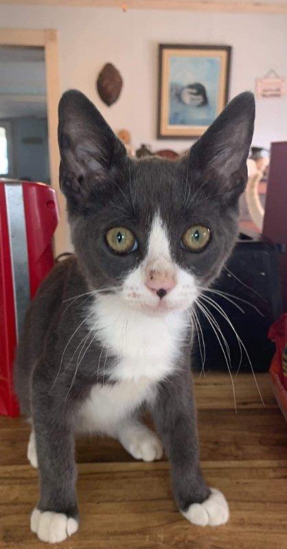 Adoptable Cats & Kittens in Savannah, GA | Chewy.com