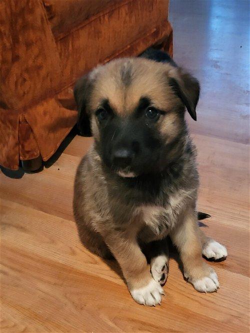 Adoptable Dogs & Puppies in Spokane, WA | Chewy.com
