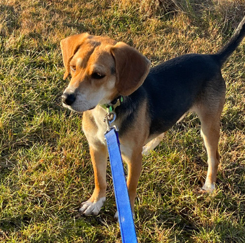 Adoptable Dogs & Puppies in Clifton, NJ | Chewy.com
