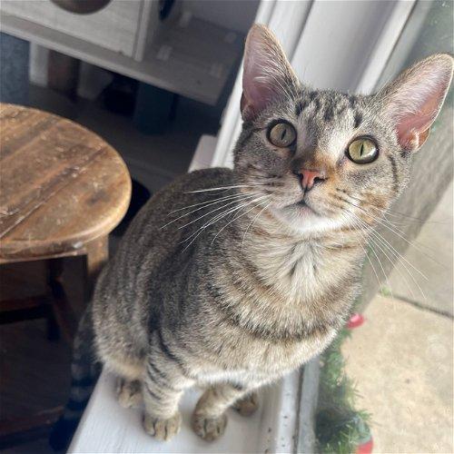 Adoptable Cats & Kittens in New Orleans, LA | Chewy.com