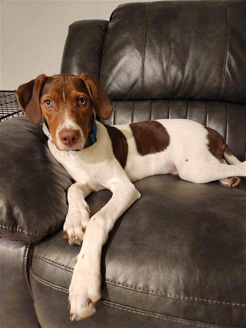 Adoptable Dogs & Puppies in West Des Moines, IA | Chewy.com