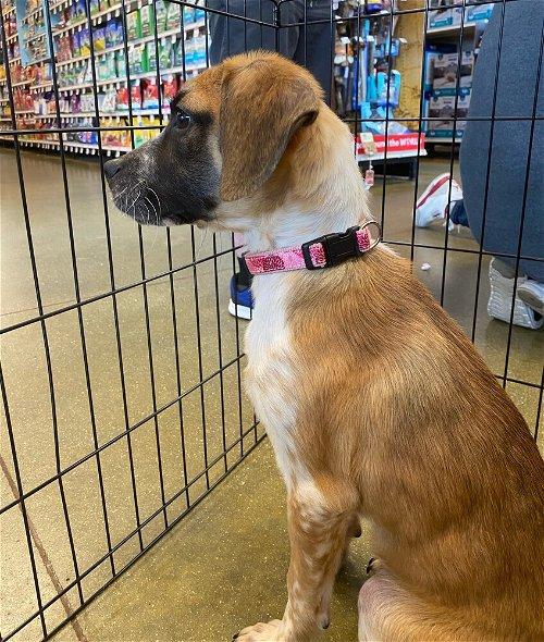 Adoptable Dogs & Puppies in Norfolk, VA | Chewy.com