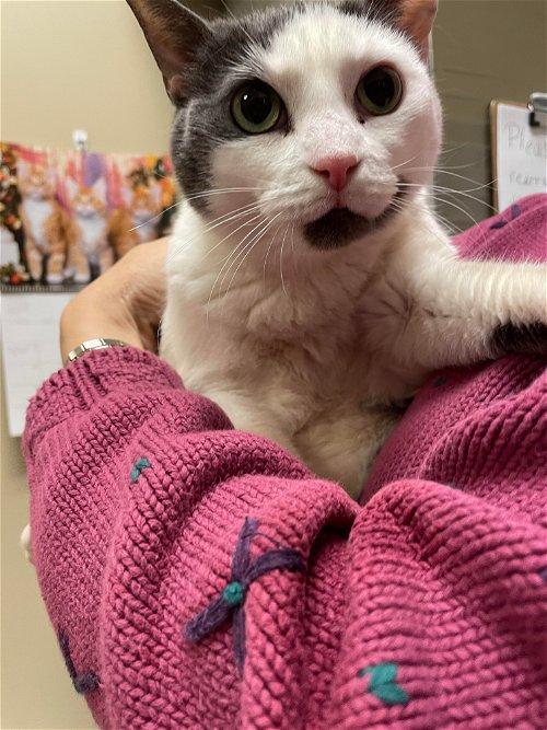 Adoptable Cats & Kittens in Arlington, VA | Chewy.com