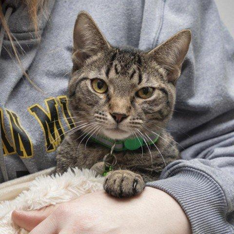 Adoptable Cats & Kittens in Birmingham, AL | Chewy.com