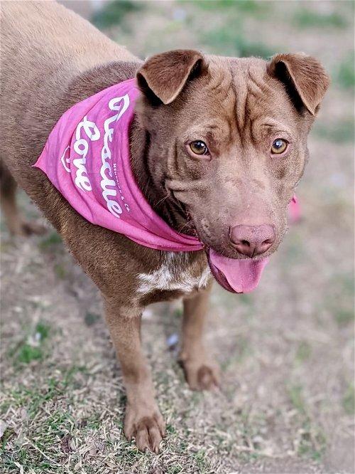 Adoptable Shar Pei Dogs | Chewy.com