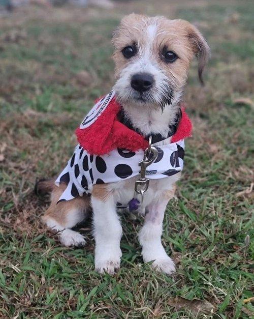 Adoptable Dogs & Puppies in Norfolk, VA | Chewy.com
