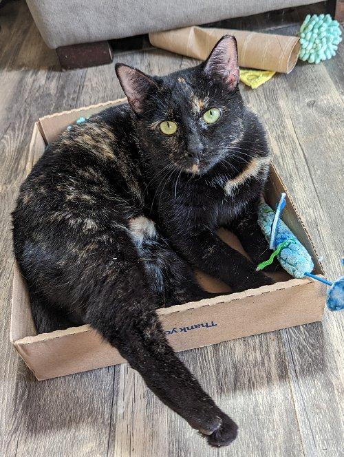 Adoptable Cats & Kittens in Richmond, VA | Chewy.com