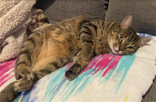 Adoptable Cats & Kittens in Tacoma, WA | Chewy.com