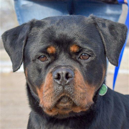 Adoptable Rottweiler Dogs | Chewy.com