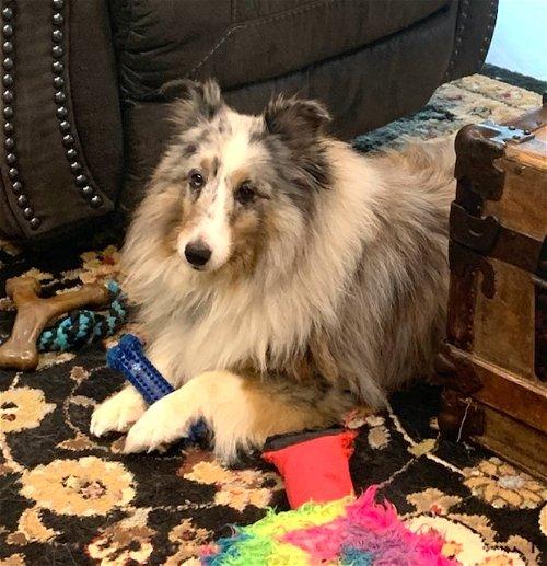 Do Shelties Bark A Lot