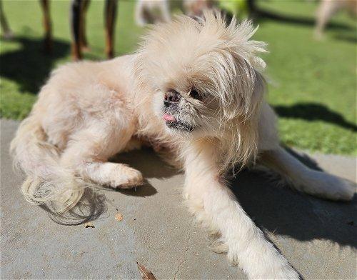 Adoptable Pekingese Dogs | Chewy.com