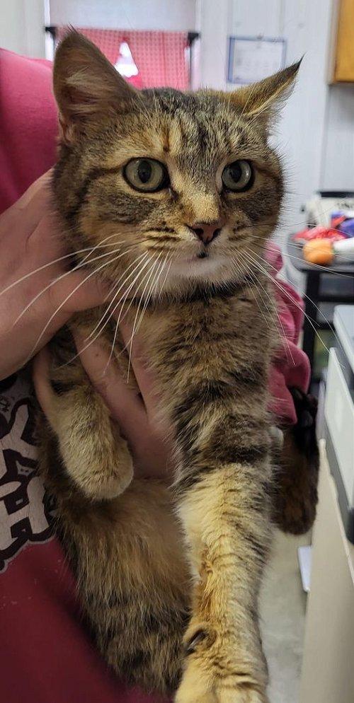 Wayne County Humane Society | Lyons, NY | Chewy