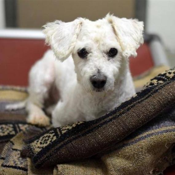 Adoptable Dogs & Puppies in Tucson, AZ | Chewy.com