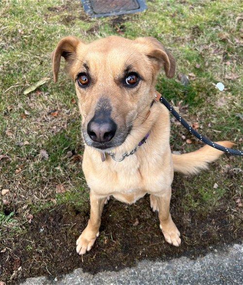 Adoptable Dogs & Puppies in Bellevue, WA | Chewy.com