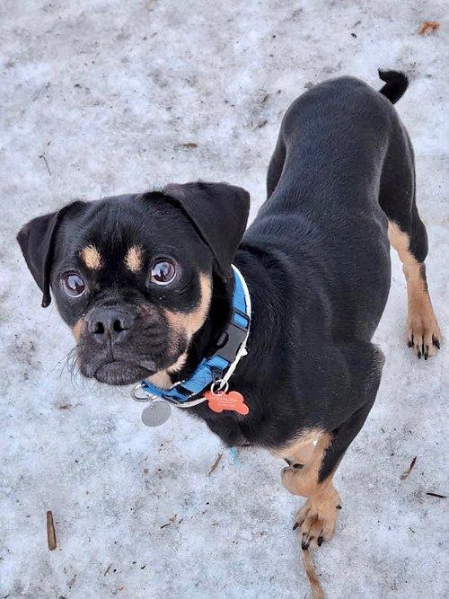 Adoptable Dogs & Puppies in Minneapolis, MN | Chewy.com