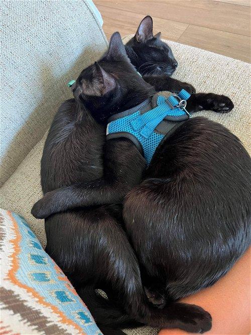 Adoptable Cats & Kittens in Memphis, TN | Chewy.com