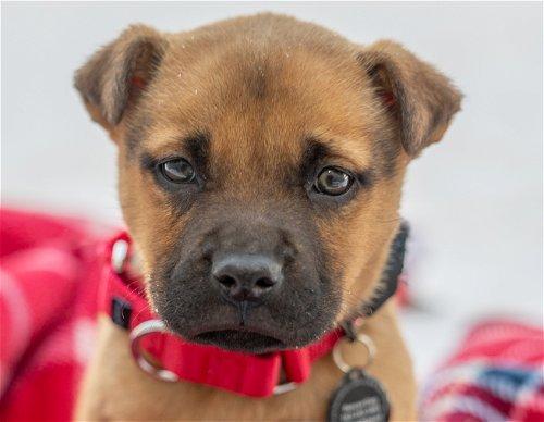 Adoptable Dogs & Puppies in Minneapolis, MN | Chewy.com