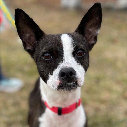 Adoptable Dogs & Puppies in Springfield, MA | Chewy.com