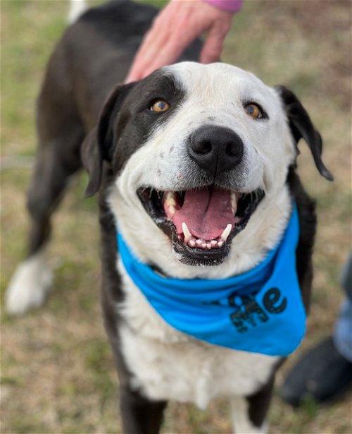 Adoptable Border Collie Dogs | Chewy.com