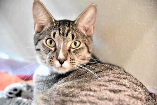 Adoptable Cats & Kittens in Fort Lauderdale, FL | Chewy.com