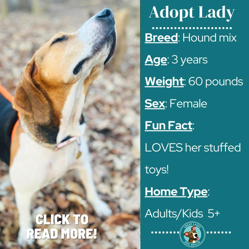 Adoptable Dogs & Puppies in Lansing, MI | Chewy.com