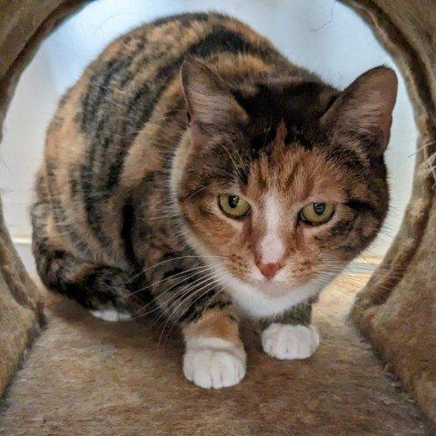 Adoptable Cats & Kittens in Augusta, GA | Chewy.com