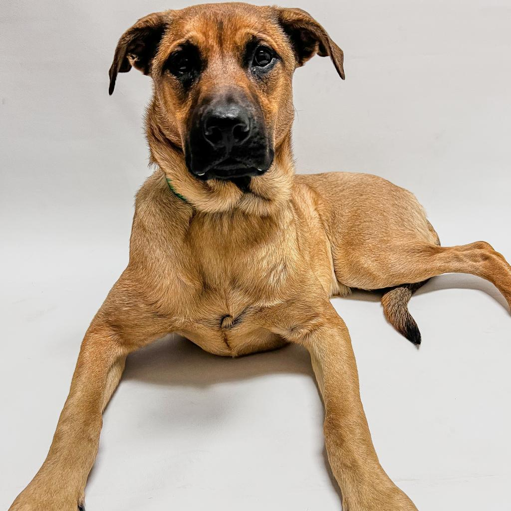 Adoptable Dogs & Puppies in Colorado Springs, CO | Chewy.com