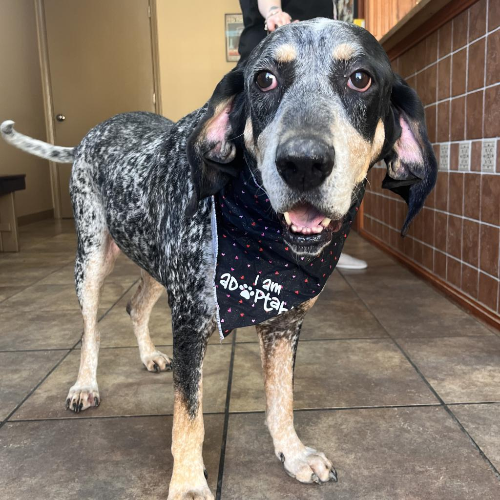 Adoptable Blue Heeler Dogs | Chewy.com