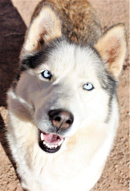 Adoptable Siberian Husky Dogs | Chewy.com