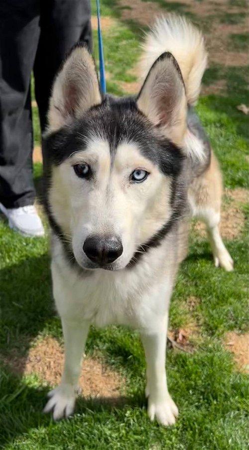 Adoptable Husky Dogs | Chewy.com
