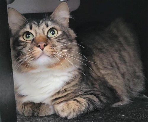 Adoptable Cats & Kittens in Seattle, WA | Chewy.com