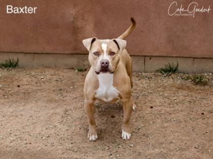 Adoptable Dogs & Puppies in Albuquerque, NM | Chewy.com