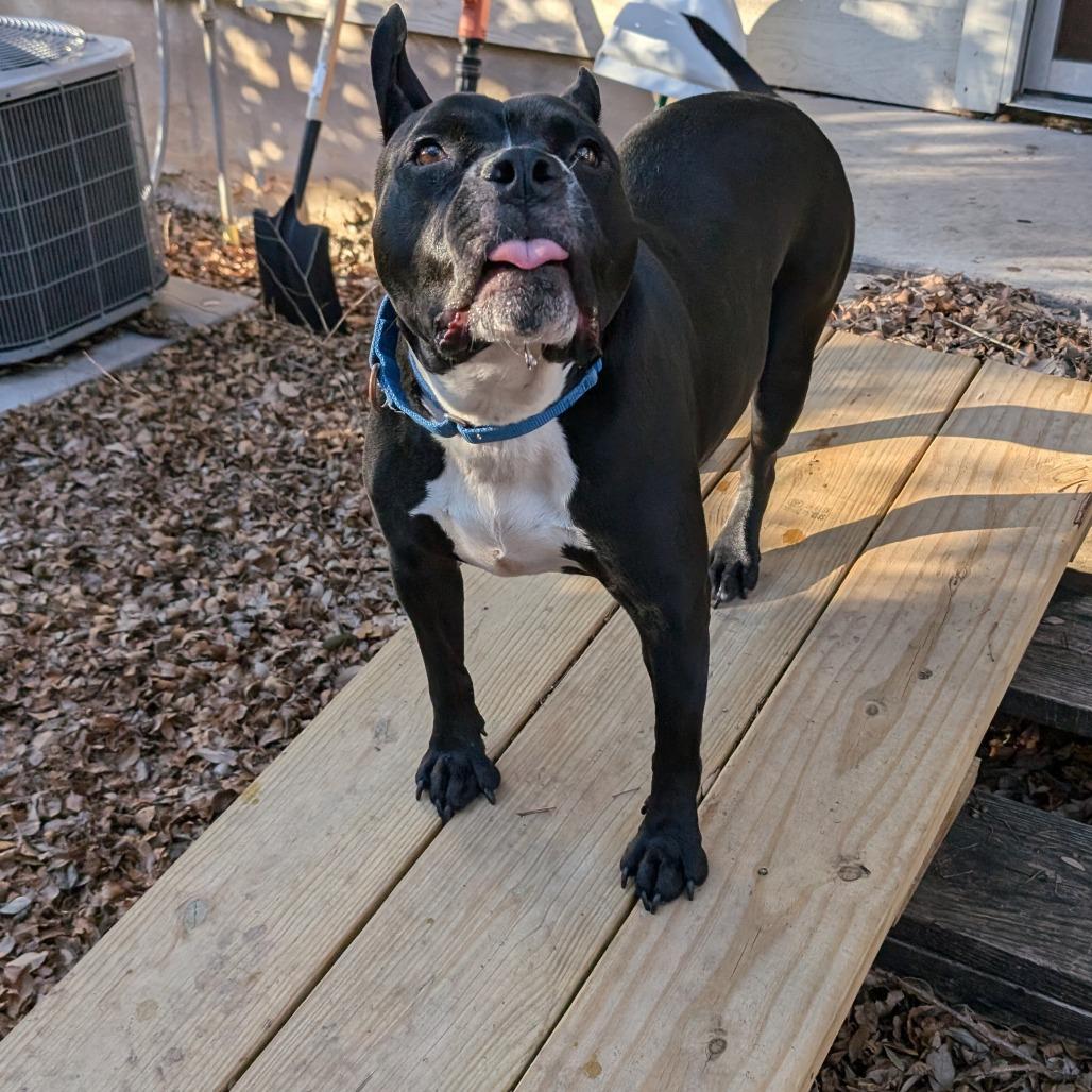 Adoptable American Pit Bull Terrier Dogs | Chewy.com