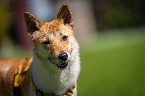 Adoptable Shiba Inu Dogs | Chewy.com