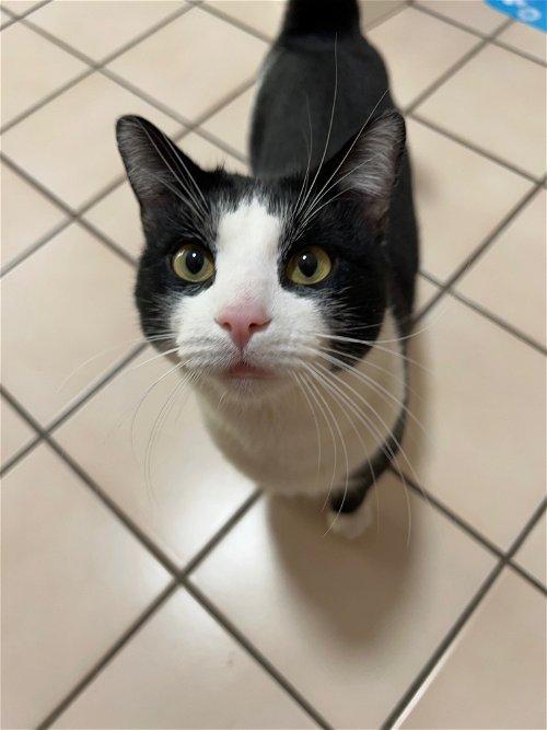 Adoptable Cats & Kittens in Rochester, NY | Chewy.com