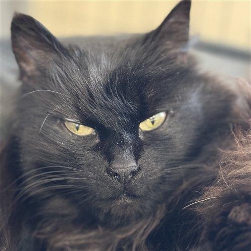 Adoptable Cats & Kittens in Springfield, MA | Chewy.com