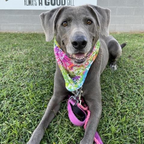 Adoptable Blue Lacy Dogs | Chewy.com