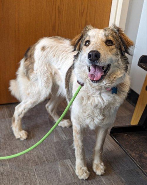 Adoptable Dogs & Puppies in Minneapolis, MN | Chewy.com