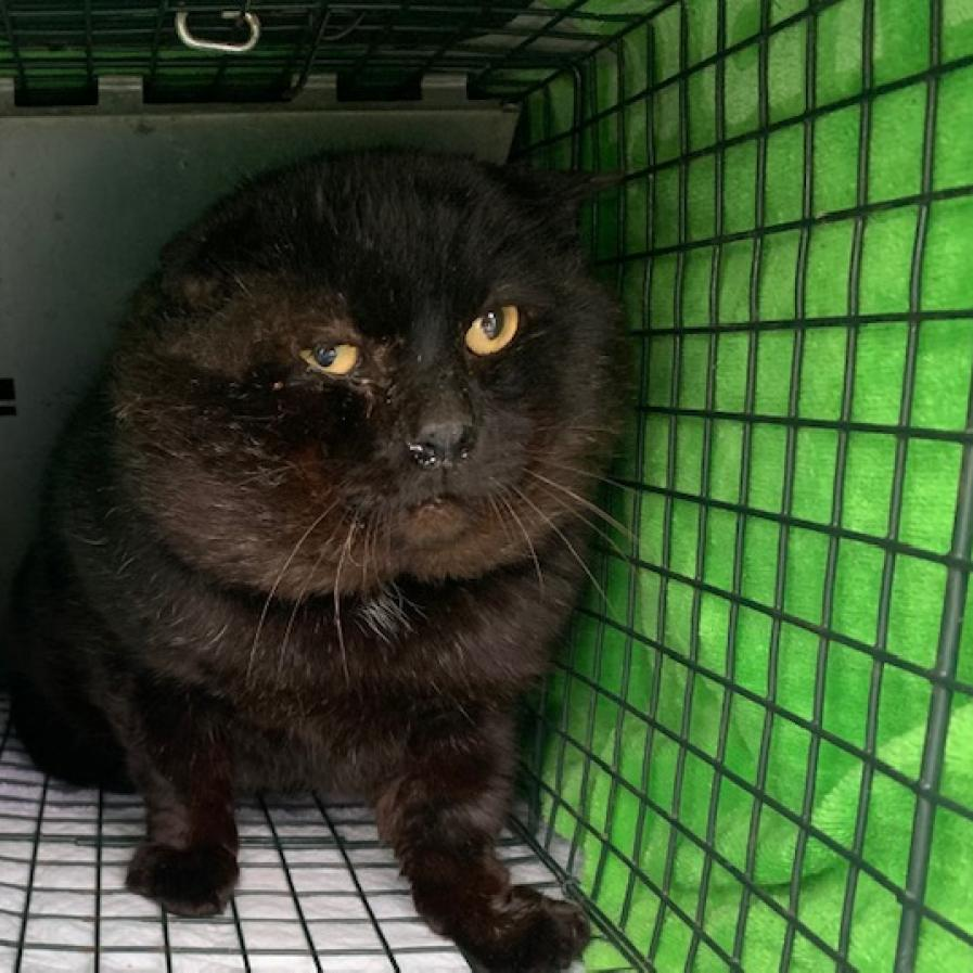Adoptable Cats & Kittens in Murfreesboro, TN | Chewy.com