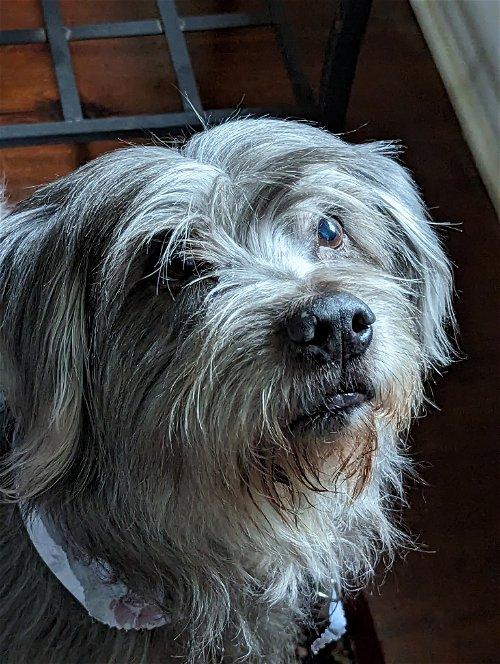 Adoptable Lhasa Apso Dogs | Chewy.com