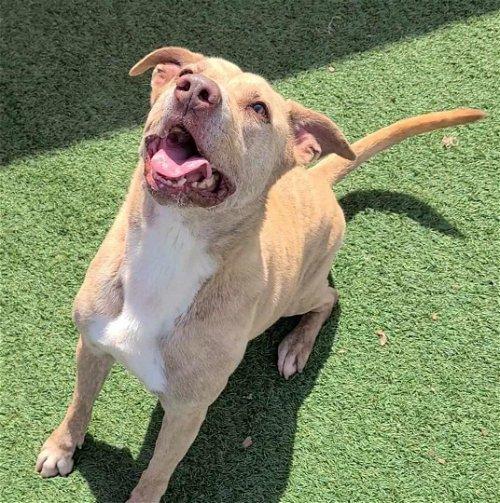 Rockwall Adoption Center | Rockwall, TX | Chewy