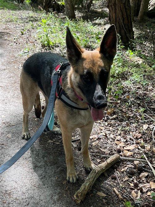 Adoptable Dogs & Puppies in Orlando, FL | Chewy.com