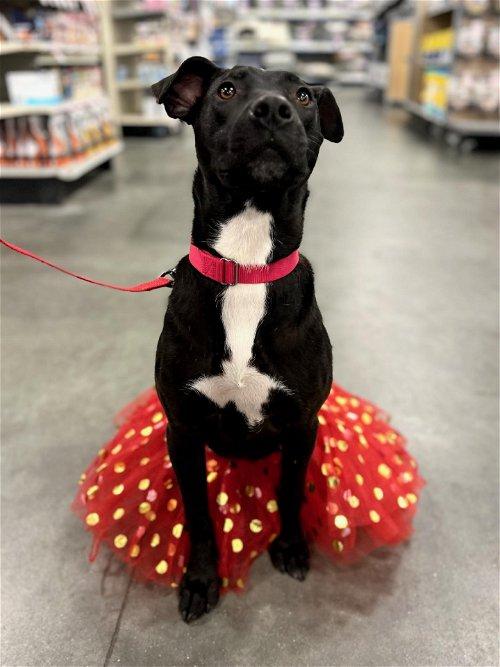 Adoptable Dogs & Puppies in Chesapeake, VA | Chewy.com