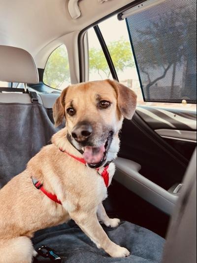 Adoptable Dogs & Puppies in Phoenix, AZ | Chewy.com