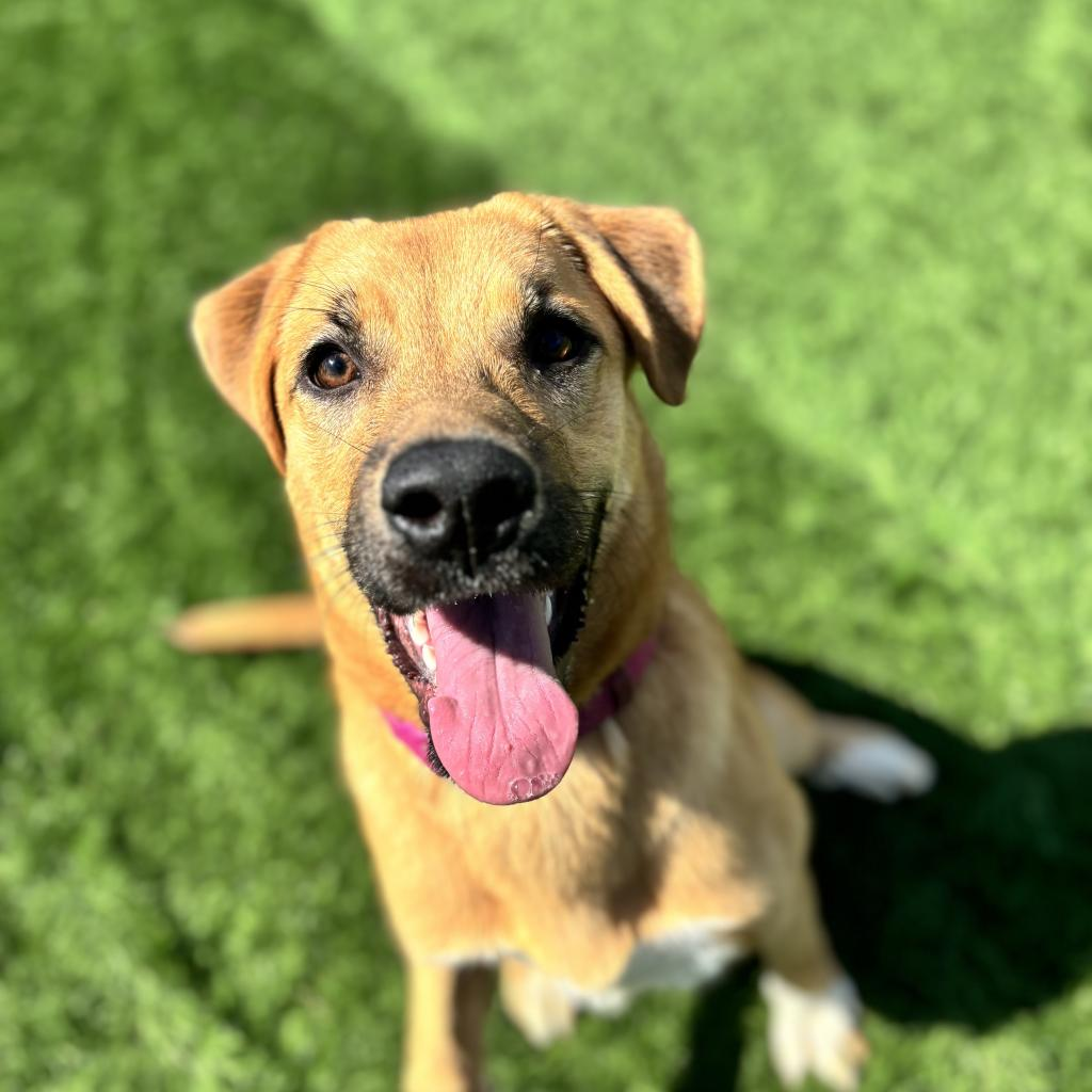 Adoptable Dogs & Puppies in Lawrence, KS | Chewy.com