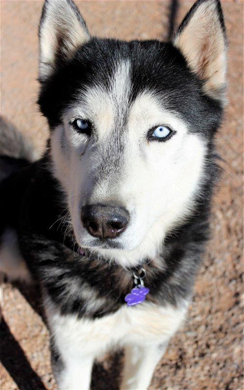 Adoptable Dogs & Puppies in Albuquerque, NM | Chewy.com