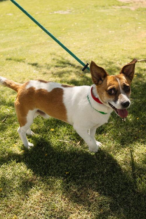 Adoptable Corgi Dogs | Chewy.com