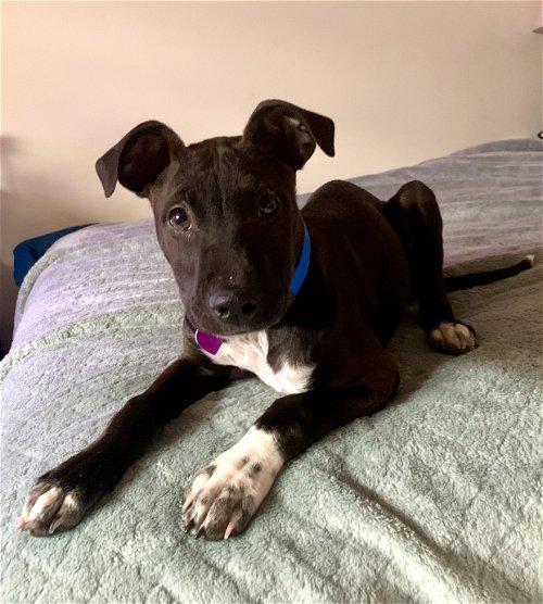 Adoptable Blue Lacy Dogs | Chewy.com