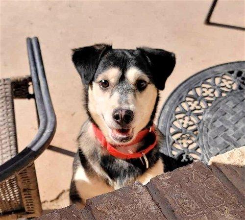 Adoptable Dogs & Puppies in Santa Fe, NM | Chewy.com